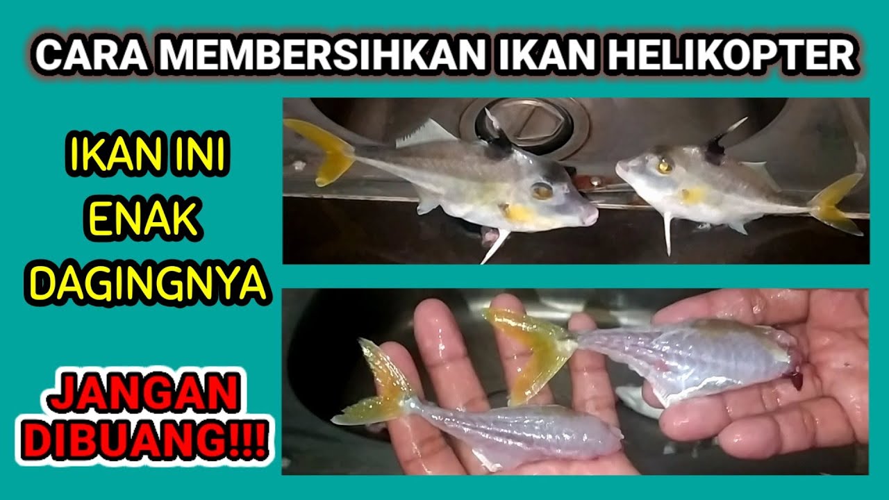 MANCING DAPAT IKAN HELIKOPTER JANGAN DIBUANG ‼️Ini cara membersihkannya ...
