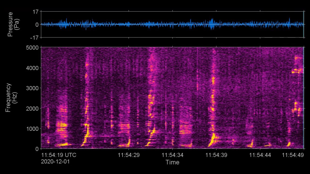 Humpbacks in Boundary Pass - YouTube