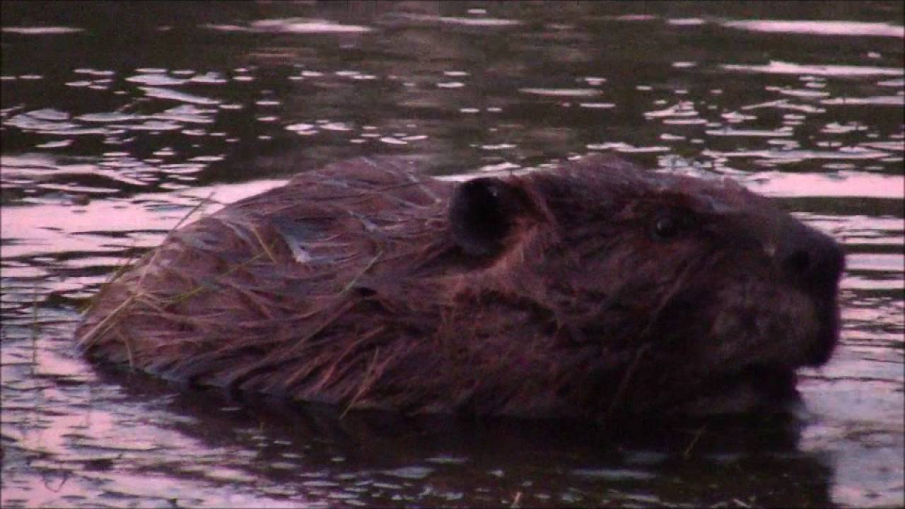 Beaver at Cecil Ferry Saskatchewan - YouTube