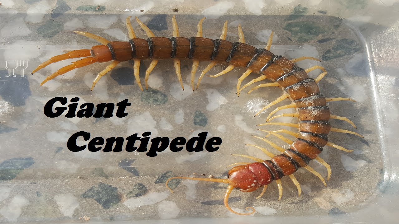 Giant Centipede | Scolopendra Gigantea - YouTube