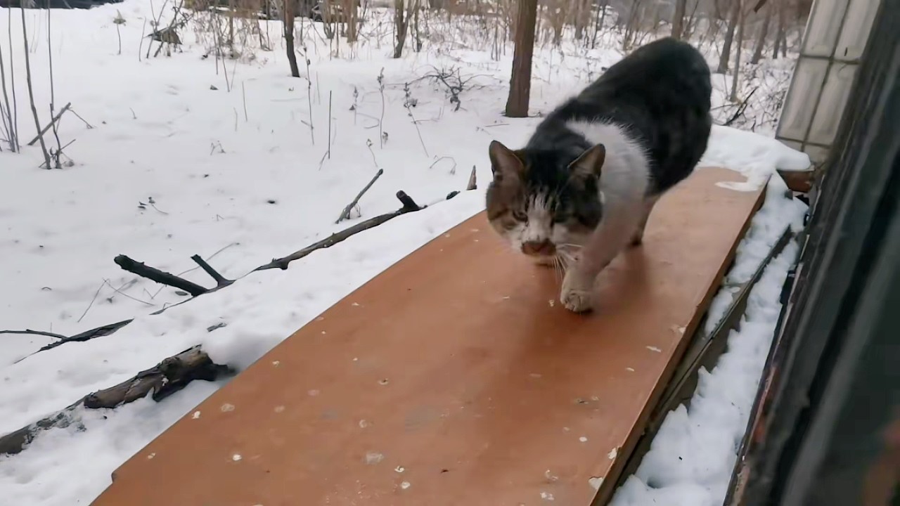 It's not easy for the fur kids to survive the cold weather, I really ...