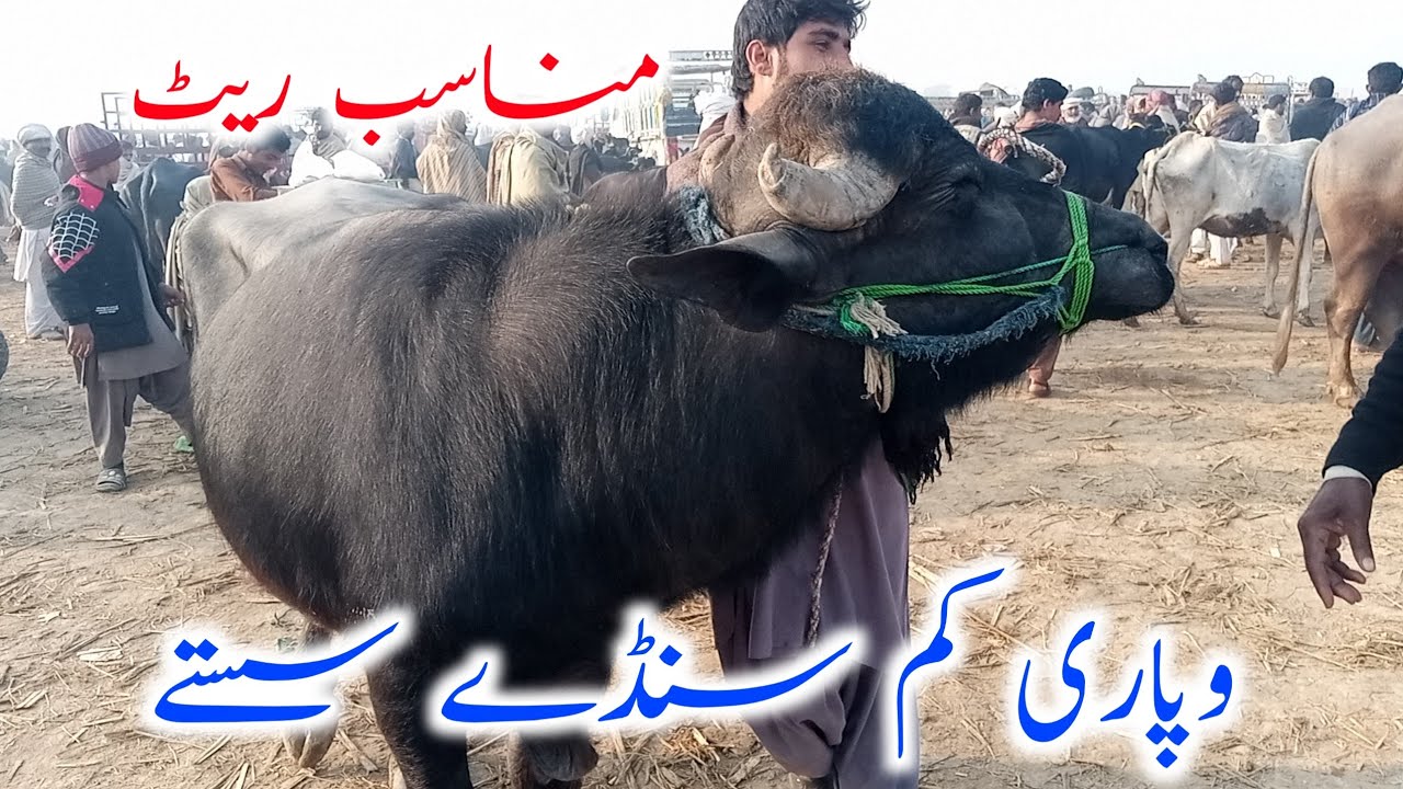 Muhammad Pur Buffalo Mandi || Low And High Rate (11.12.23 - YouTube