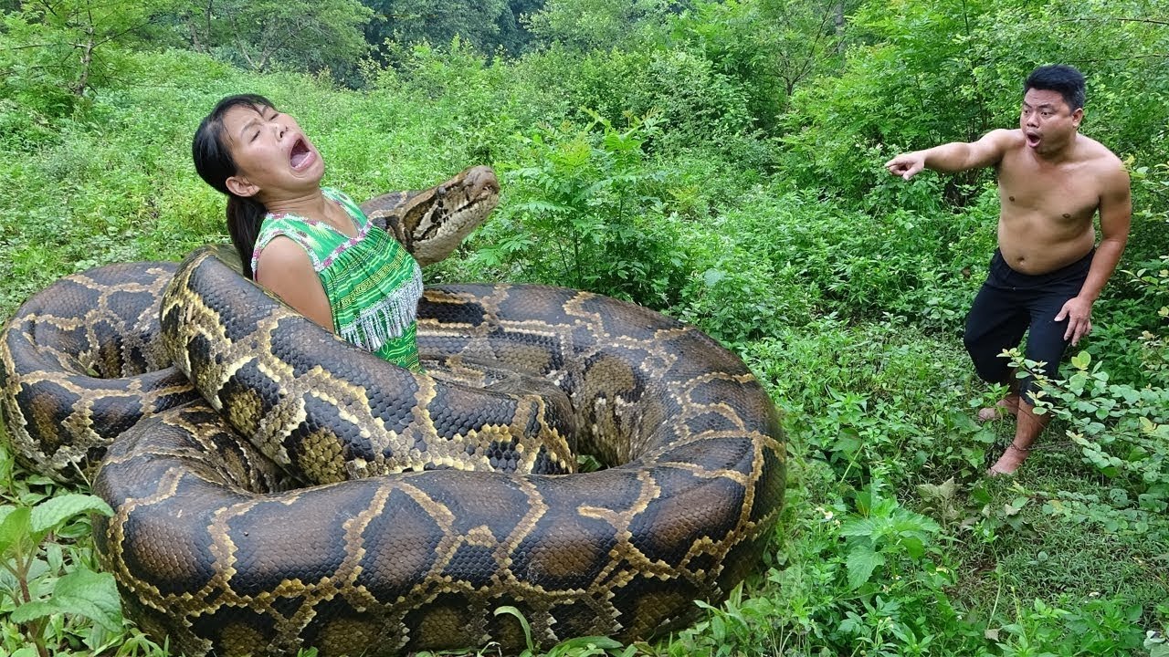 Anakonda snake in real life 1#anakonda #snake #snakevideo - YouTube