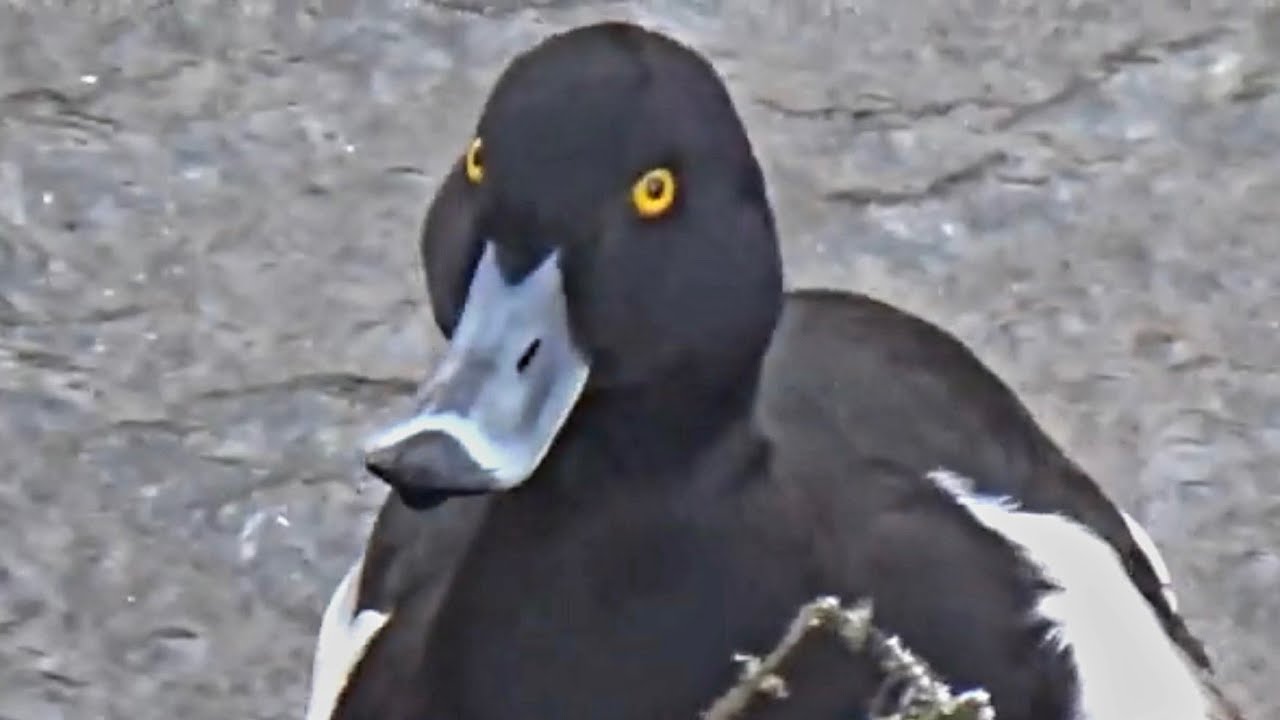 Tufted Duck With Damaged Wing / Broken Wing. Bardsley Canal. - YouTube