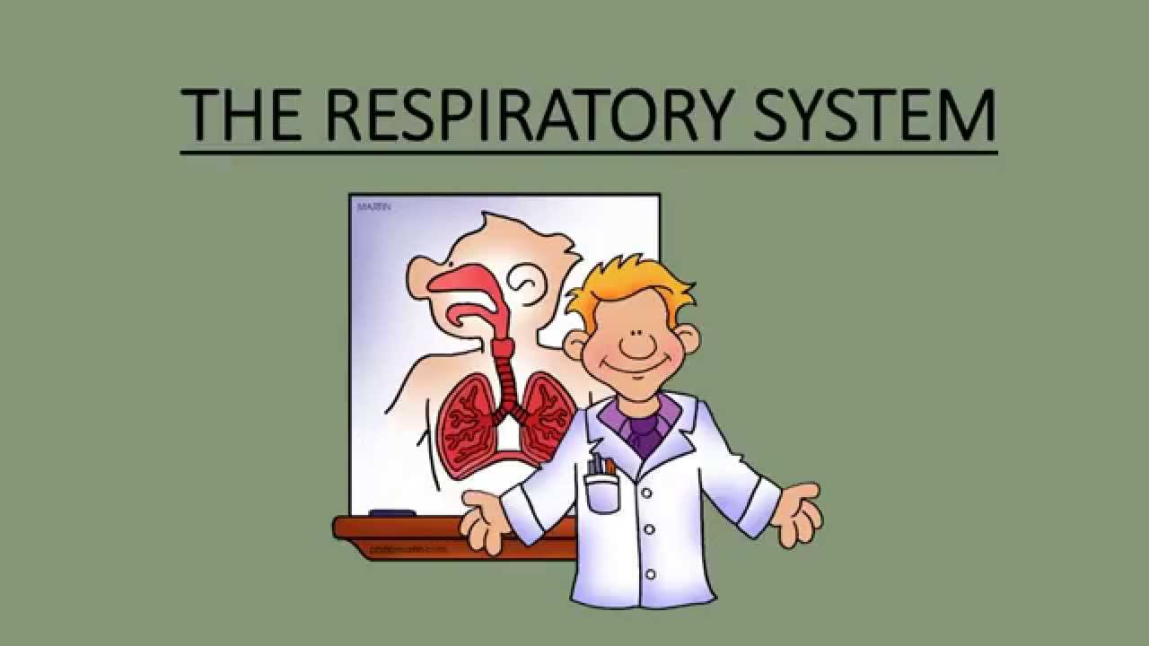 The Respiratory System 6th Grade - YouTube