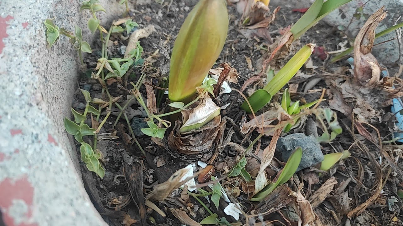 off season flowers in my garden - YouTube