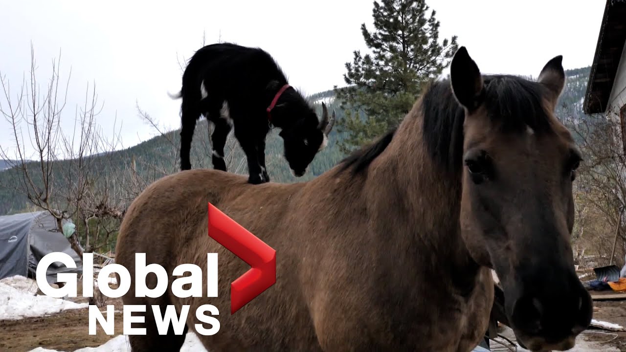 Greatest of all time? Meet the BC goat that rides horseback - YouTube