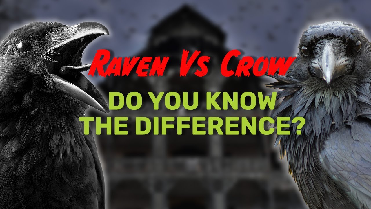 Raven Vs Crow Do You Know The Difference YouTube