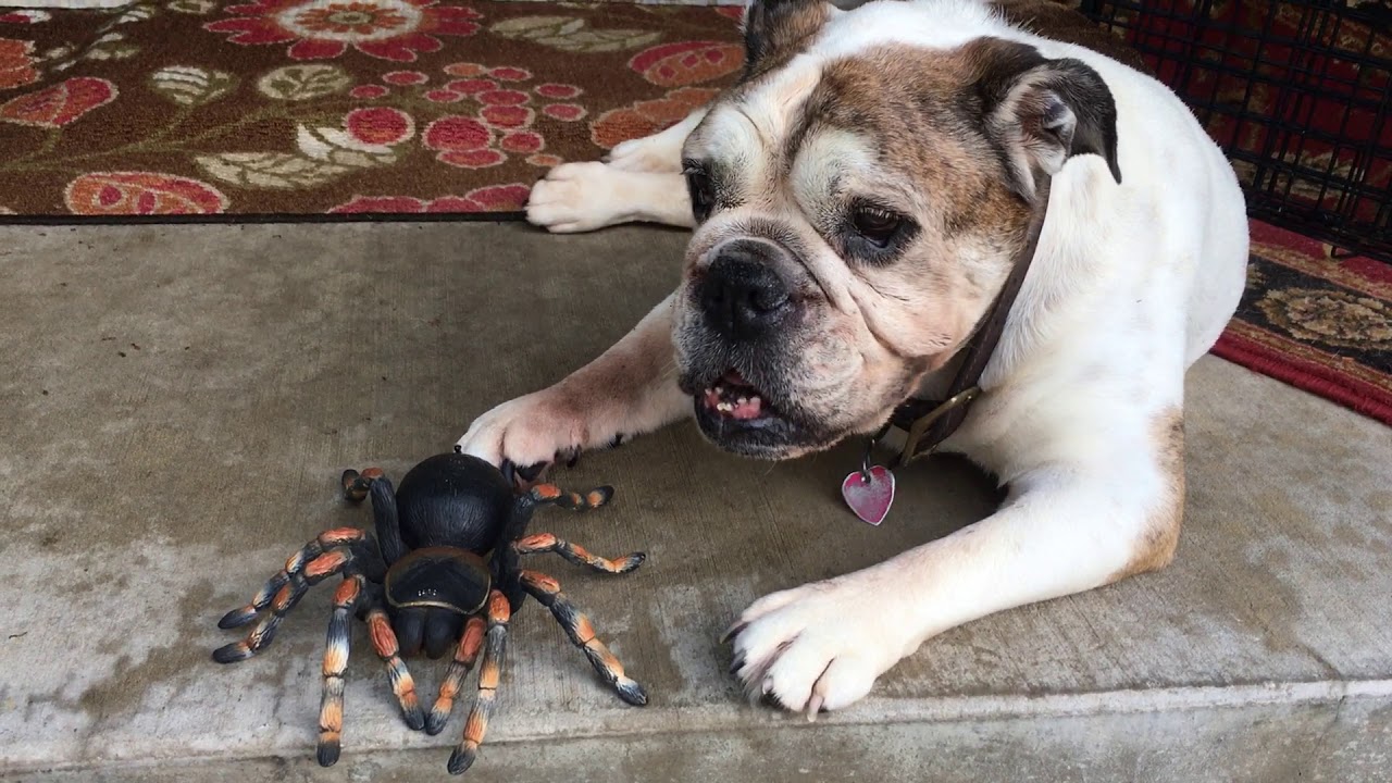 Bulldog vs. Spider - YouTube