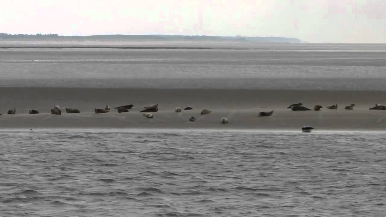Seehundbänke zwischen Sylt und Föhr - YouTube