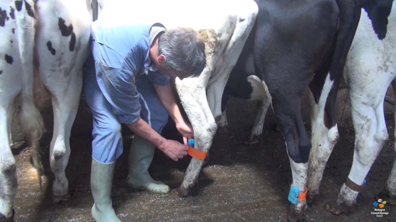 Podomètres Afimilk® : la reproduction des vaches laitières en toute ...