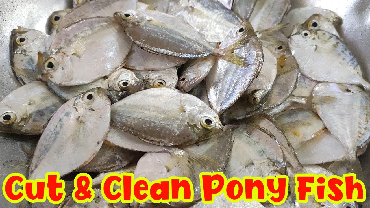 How to Cut and Clean Pony Fish | Mullan | Leiognathidae | Silver Belly ...