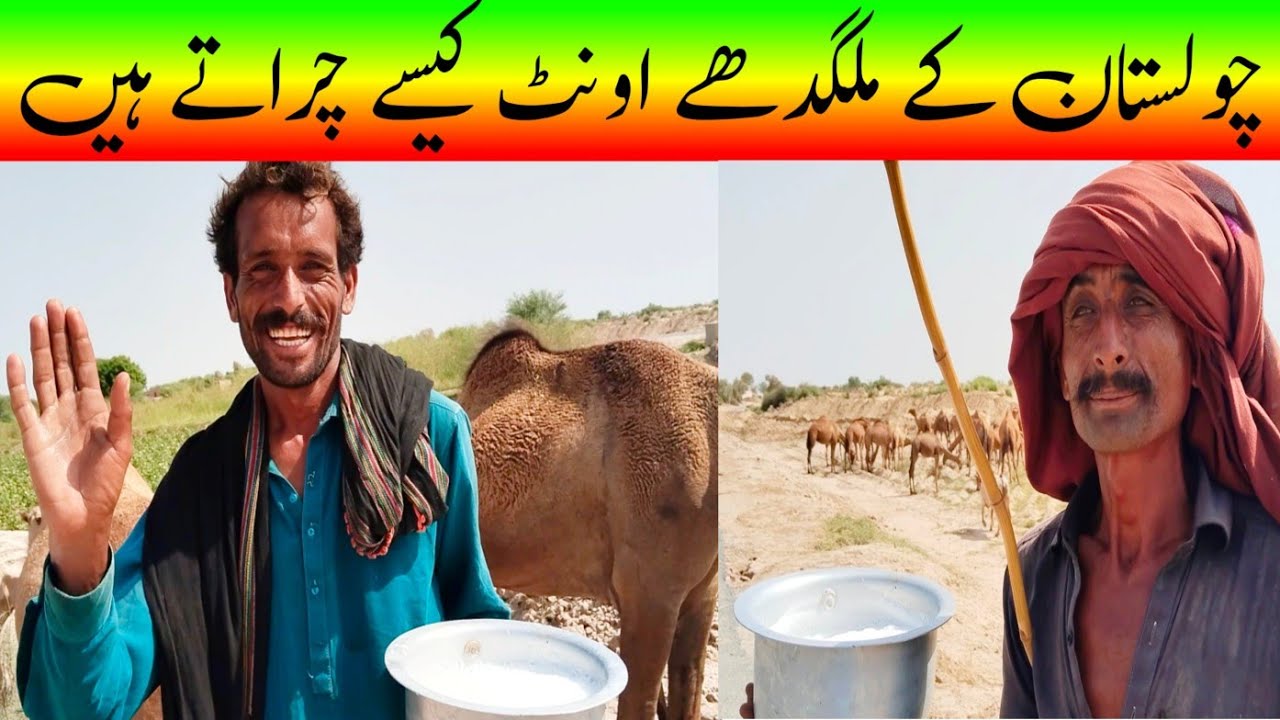 Cholistani life | Cholistani cammals | Village Life of Pakistan ...