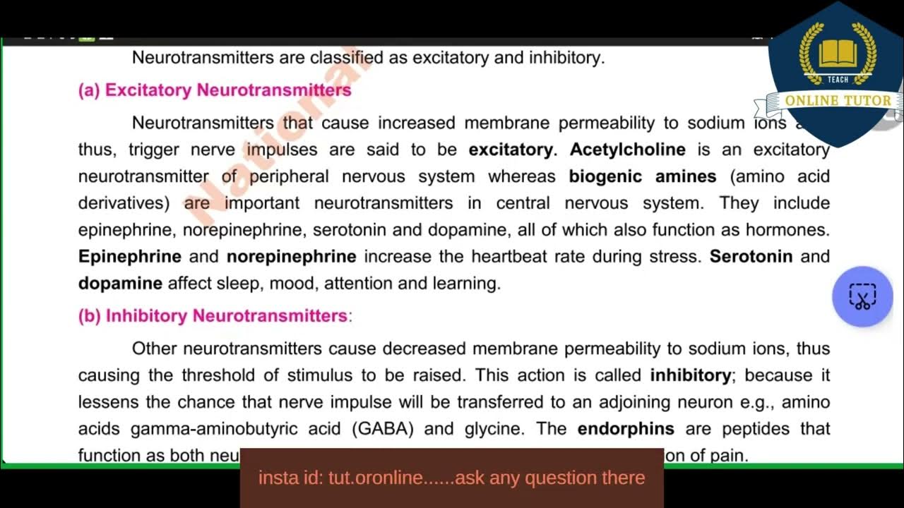 Exploring Excitatory and Inhibitory Neurotransmitters| Neurotransmitter types| - YouTube