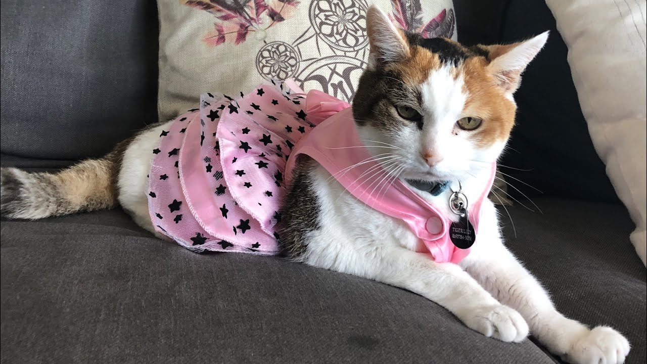 In Loving Memory Of My Cat, Tigerlily💕💕 - YouTube