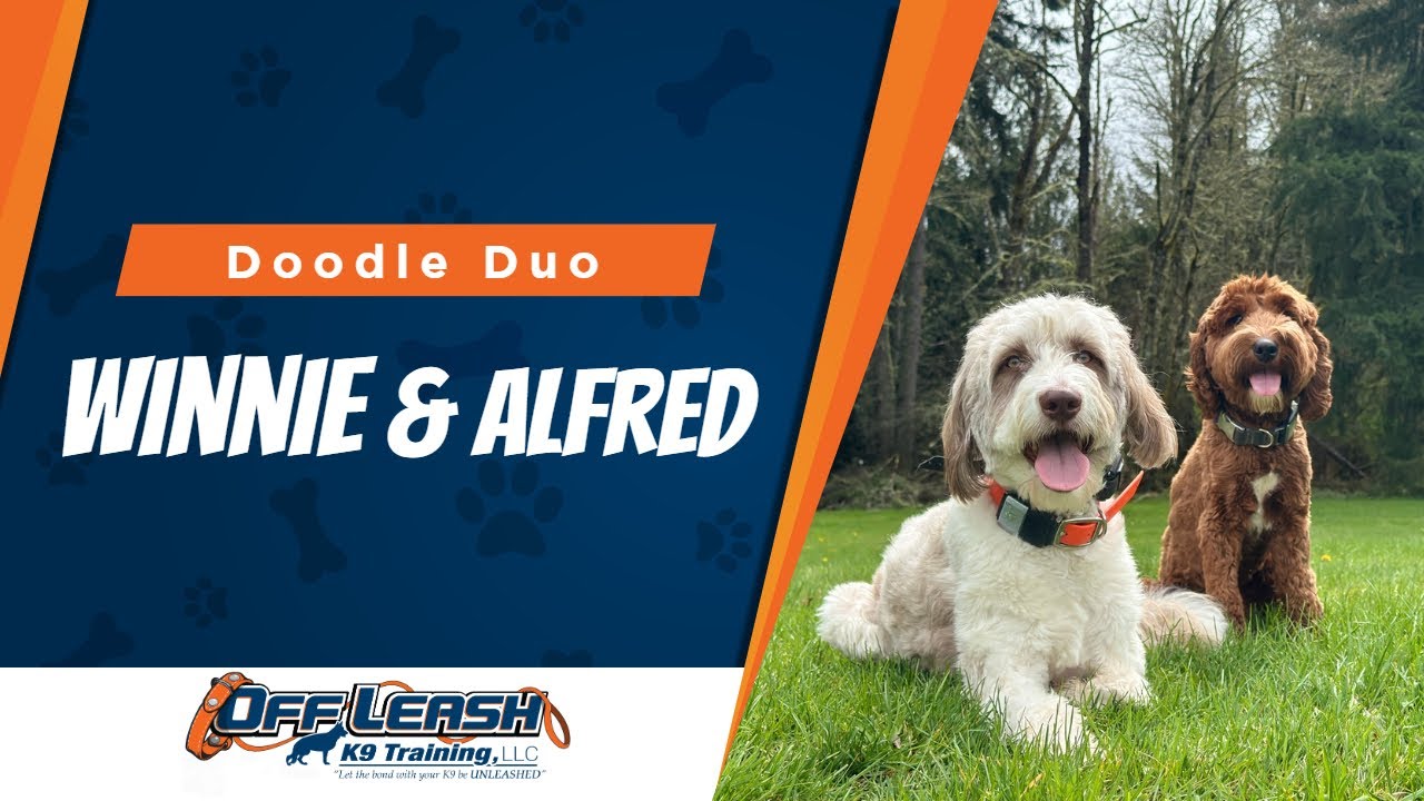 The Dynamic Doodle Duo | Winnie & Alfred tackle a 2 week board and ...