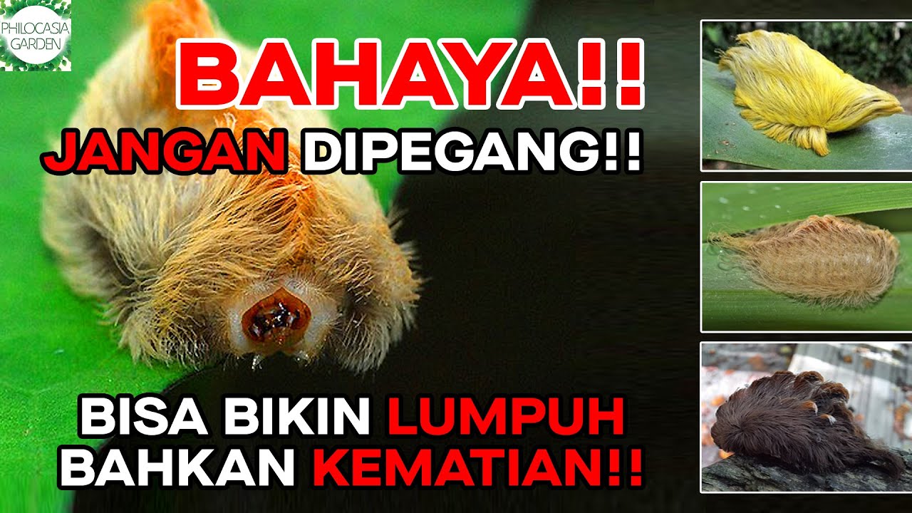 BAHAYA!!!! Ulat kucing atau ulat nanah atau ulat ngengat flanel - YouTube