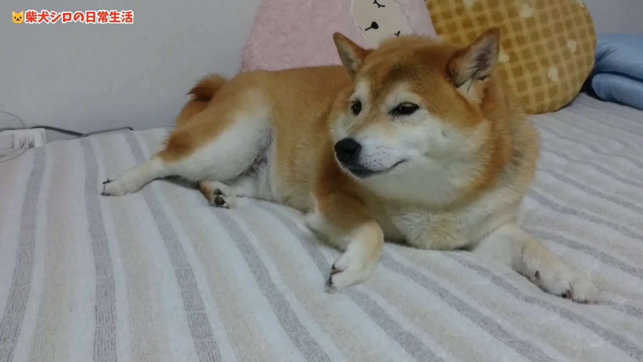 【Shiba】ベットを占領した柴犬シロ🐕Shiba lnu Shiro occupying the bed - YouTube