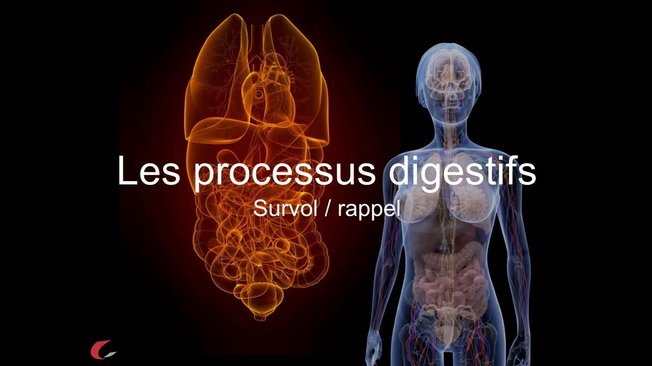 Les processus digestifs - YouTube