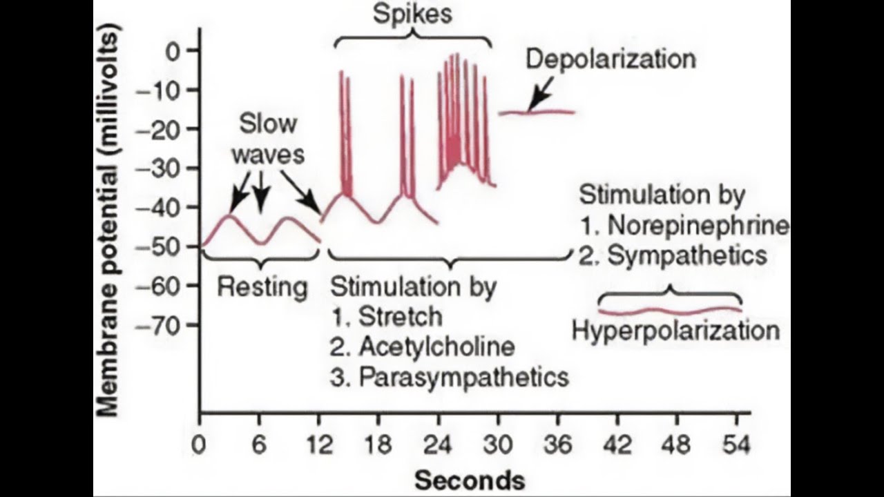 Electrical activities of the Gastrointestinal smooth muscles; Slow wave ...