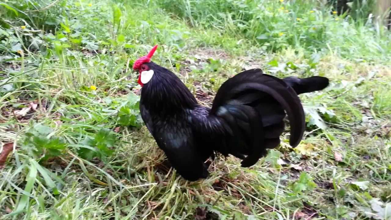 Black Rosecomb Bantams - YouTube