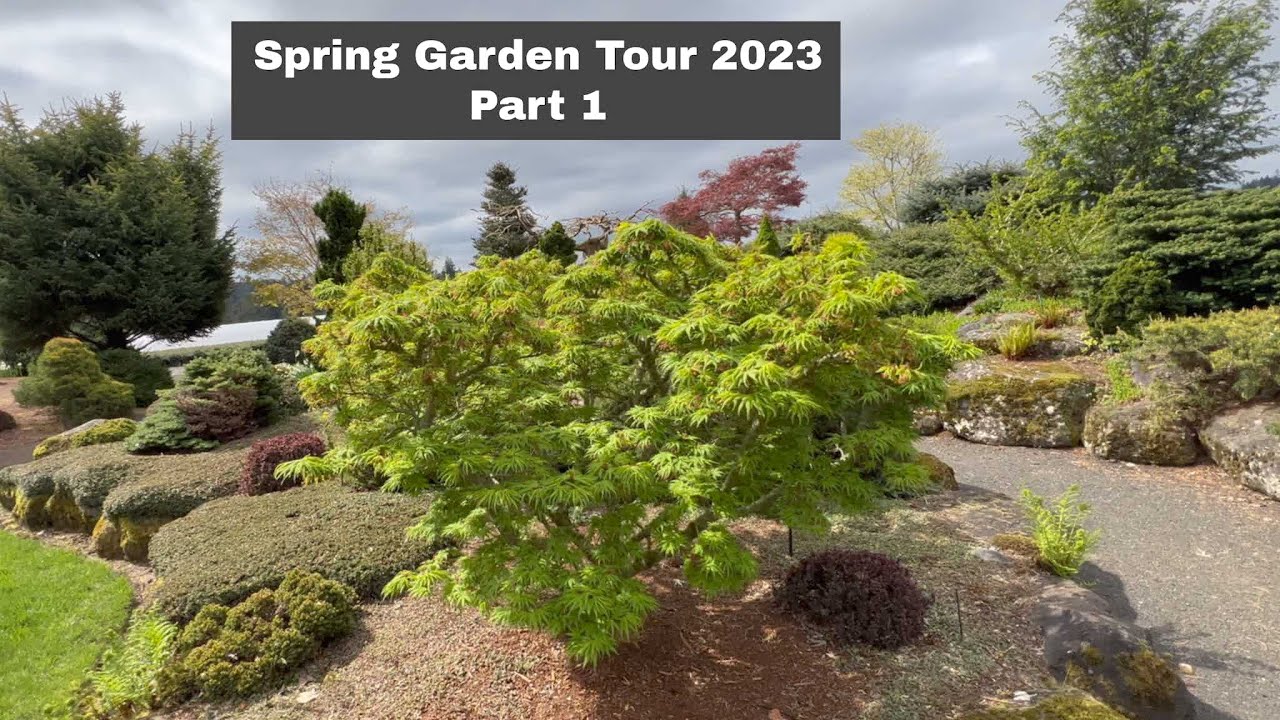 Jean Iseli Memorial Garden Part 1 | Specimen Conifers, Japanese Maples ...
