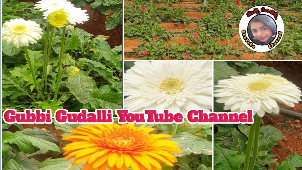 Garbera Daisies#Flowers#Gardening#Gubbi Gudalli - YouTube