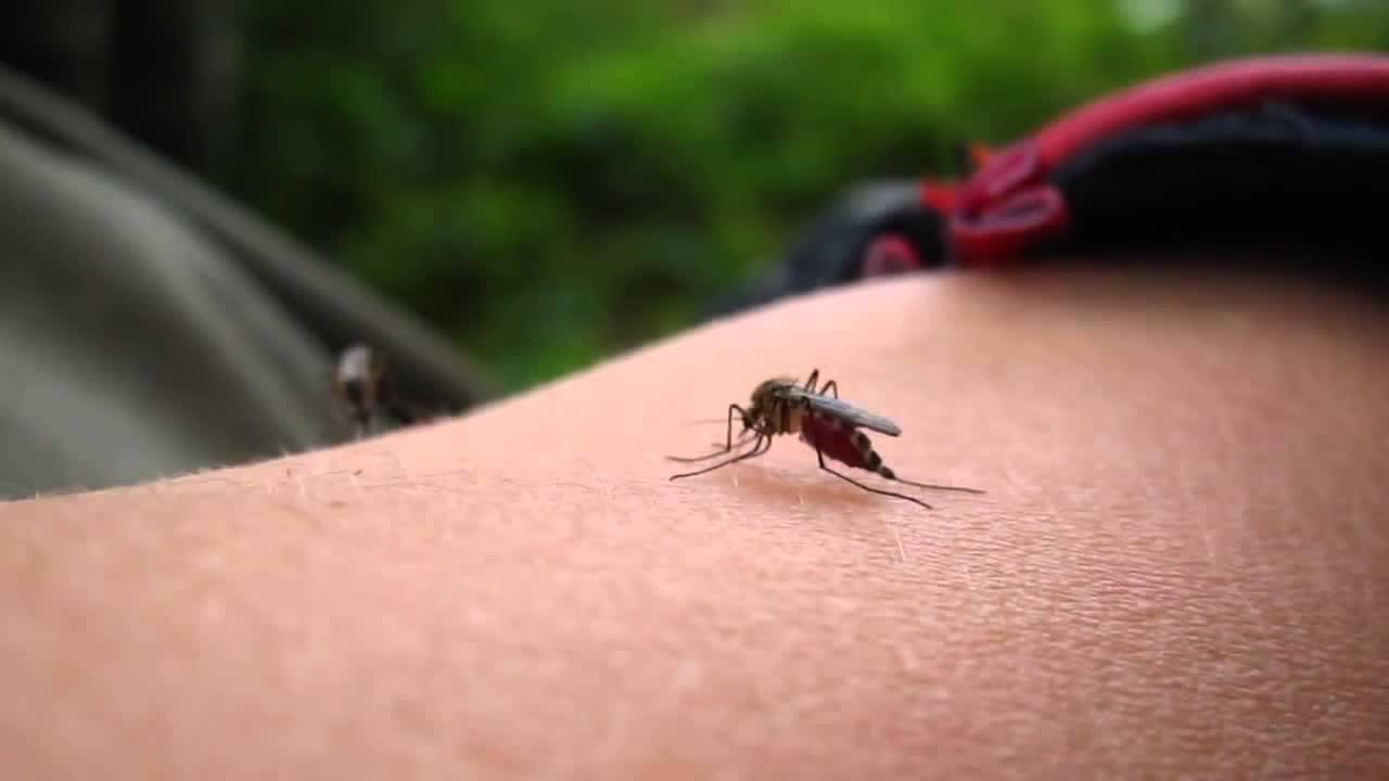 Mosquitos picando e sugando sangue (Mosquito biting and sucking blood ...