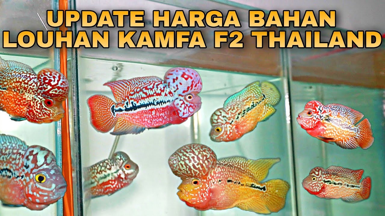 Update Harga Ikan Louhan Kamfa Thailand Terbaru Untuk Amunisi Youtube