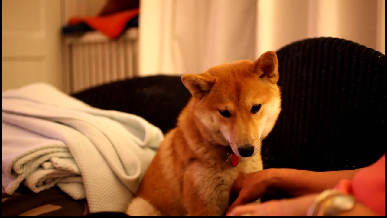 Yoko meets a dog whisperer - YouTube