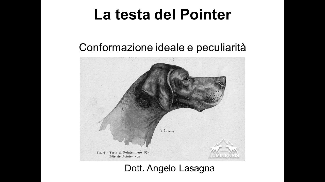 La testa del Pointer inglese - YouTube