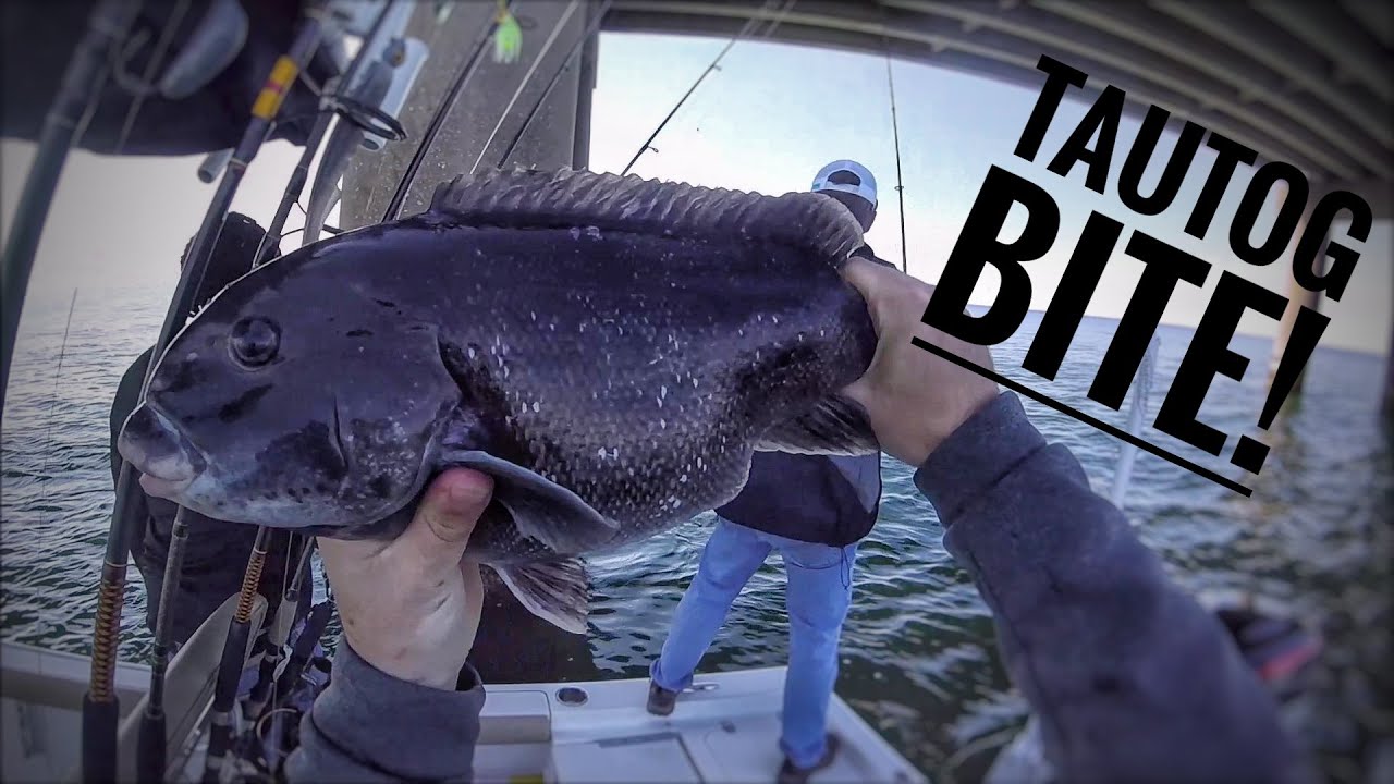 Late Spring TAUTOG FISHING the CHESAPEAKE BAY! - YouTube