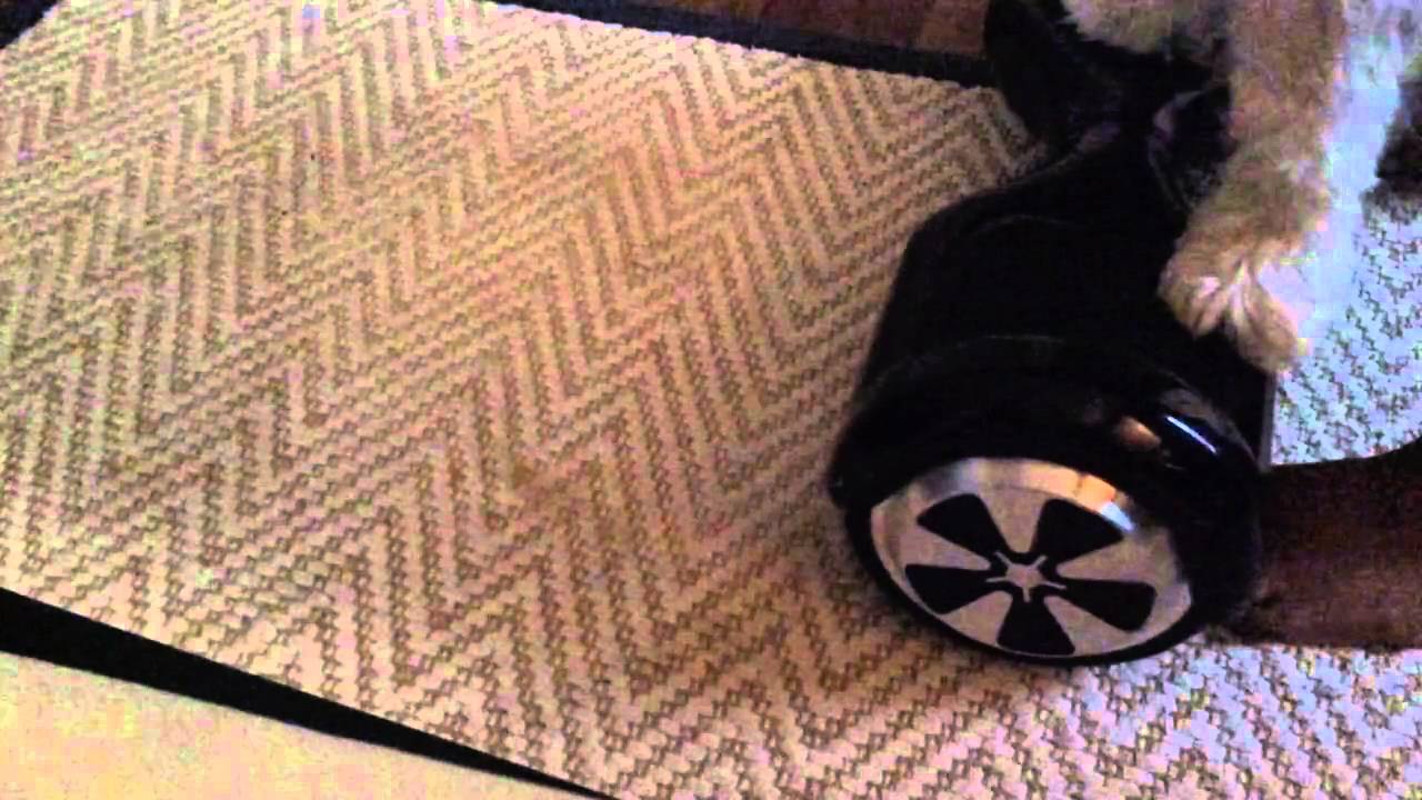 teaching my dog how to ride a Segway - YouTube