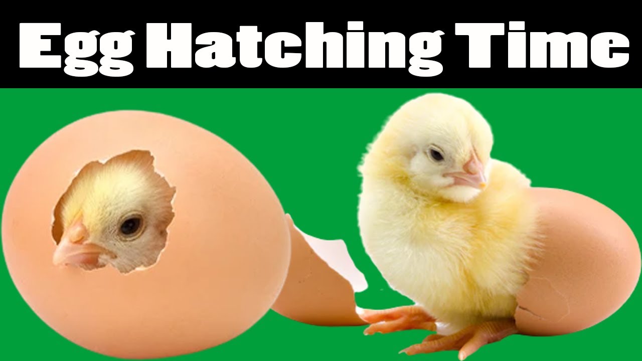 New Chick Choza Hatching Complete Process | Hatching Chicken Eggs - YouTube