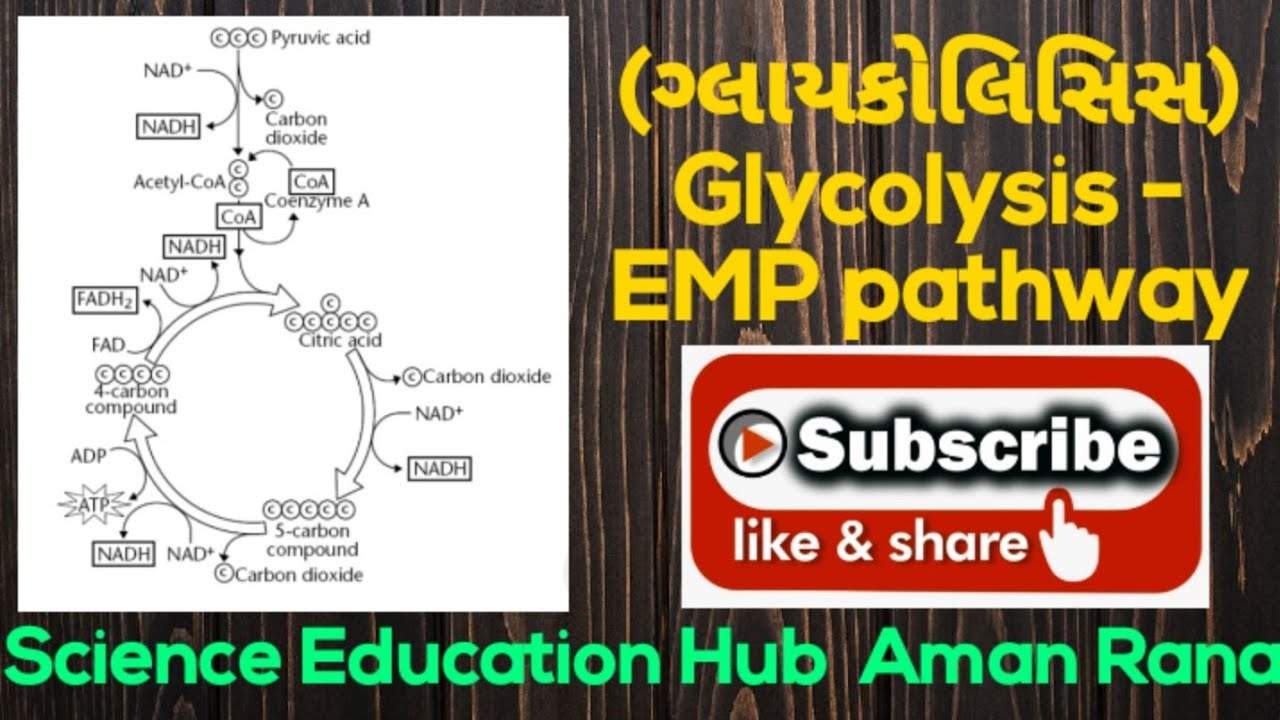 (ગ્લાયકોલિસિસ) Glycolysis-EMP pathway - YouTube