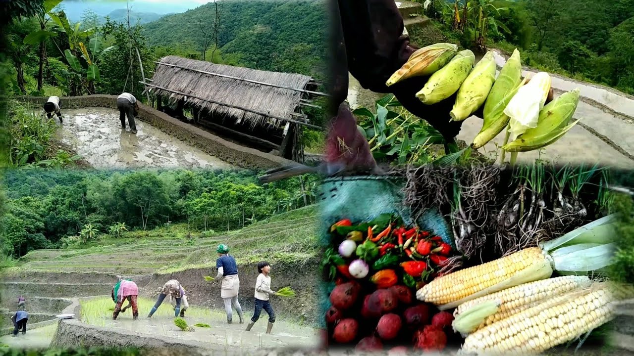 Farmer time working in paddy field// Naga village life. - YouTube