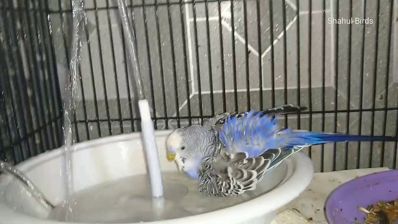Budgie ~ bathing water fountain - YouTube