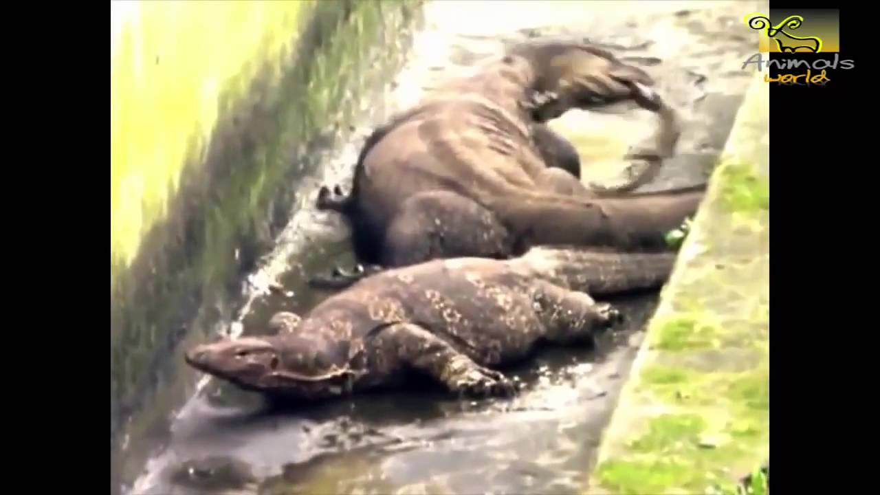 Wild animals fight to death CRAZIEST Animal Fights Caught Centipele ...