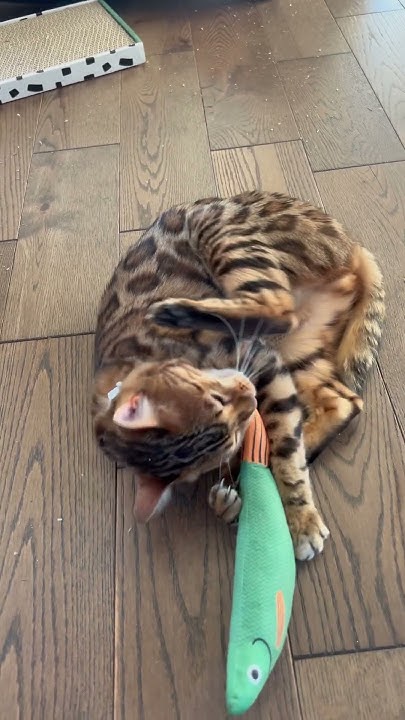 Lost in the sauce #baked #highaf #catnip #bengalcat #fuckitupkrabs #cat #kitten #bengals - YouTube