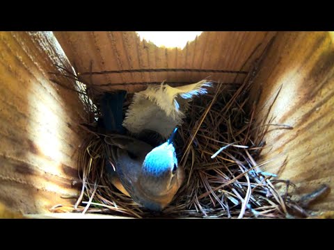 Eastern Bluebird Nest - Bluebird Using a Piece of Cloth as a Nesting ...