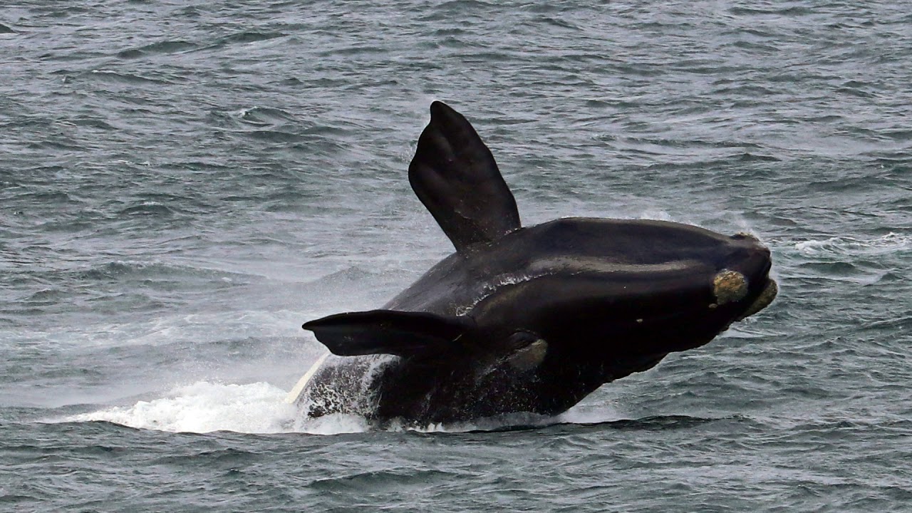 Breaching Southern Right Whales - Hermanus, South African Whale ...