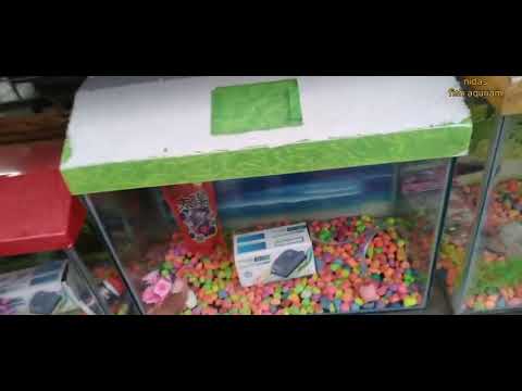 nidas fish aquriam nashik full exostic fishes animal and fish tanks ...