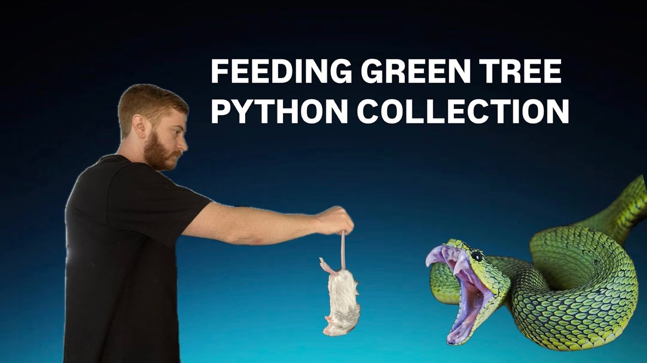 Feeding green tree python collection - YouTube
