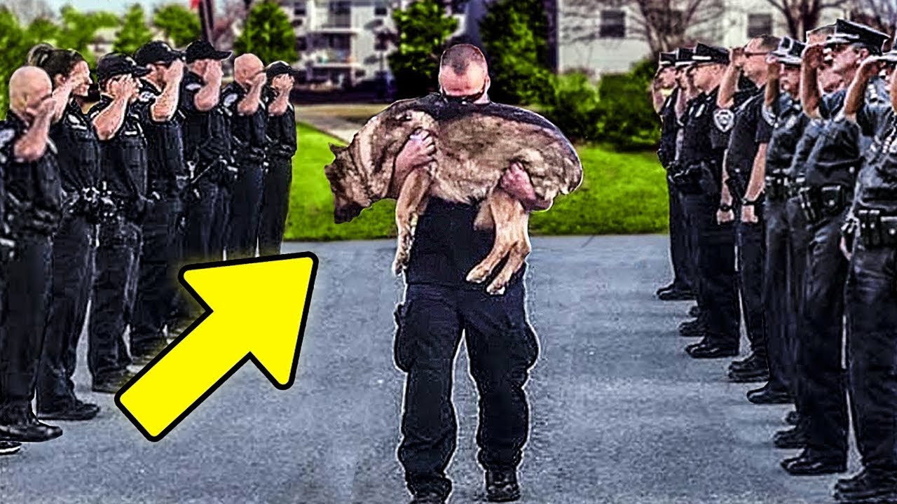 Cão Escuta Policial Gritando Por Socorro. Salva Sua Vida, Mas o Dia ...