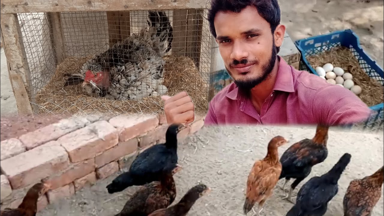 Sign of broody chickens_/ How to sit broody chicken on Eggs - YouTube