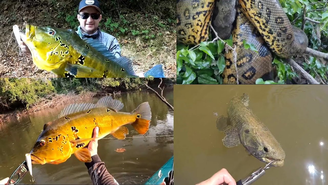 Fabio Baca e seus cinco maiores videos de pesca de sucesso - YouTube