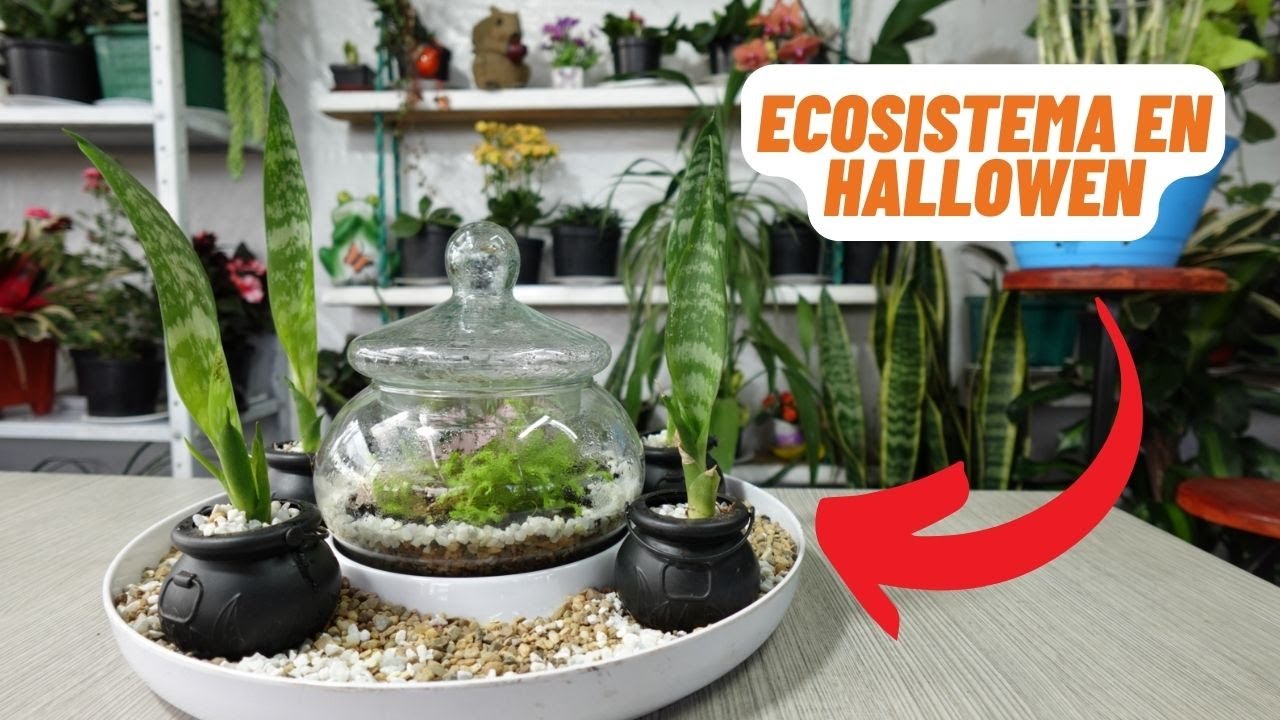 Cómo Crear un Mini Bosque Encantado en tu Hogar para Halloween - YouTube