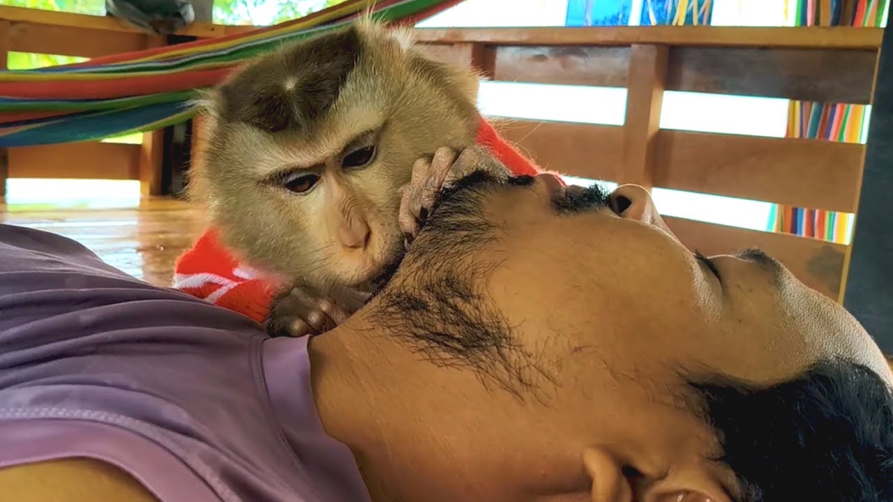 Fall Asleep Fast Instantly with Cozy Grooming Outdoor | Monkey Swimming ...