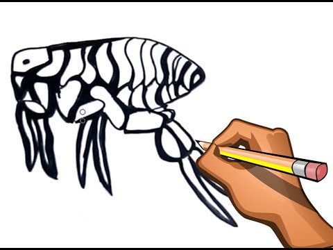 COMO DIBUJAR PULGA DOMESTICA / APRENDA A DIBUJAR PULGA DE MASCOTAS ...