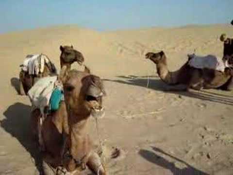 Camel Burping - YouTube
